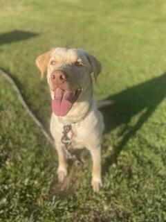 Addie #3 Yellow Labrador Retriever Female 4 Years Old #3801 - Brookline ...