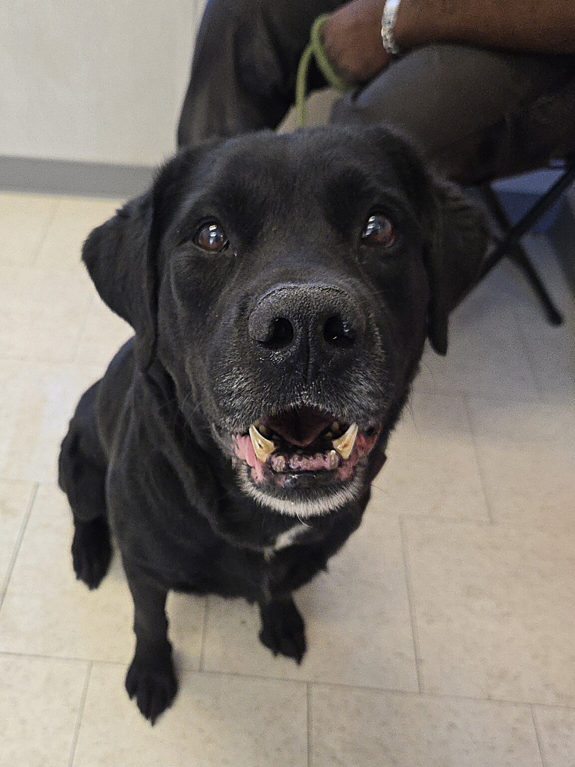States Black Labrador Retriever Mix Male 8+ Years Old - Brookline ...