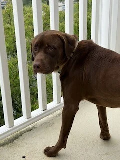 Benji #2 Chocolate Labrador Mix Male 1 Year Old #3506 - Brookline ...
