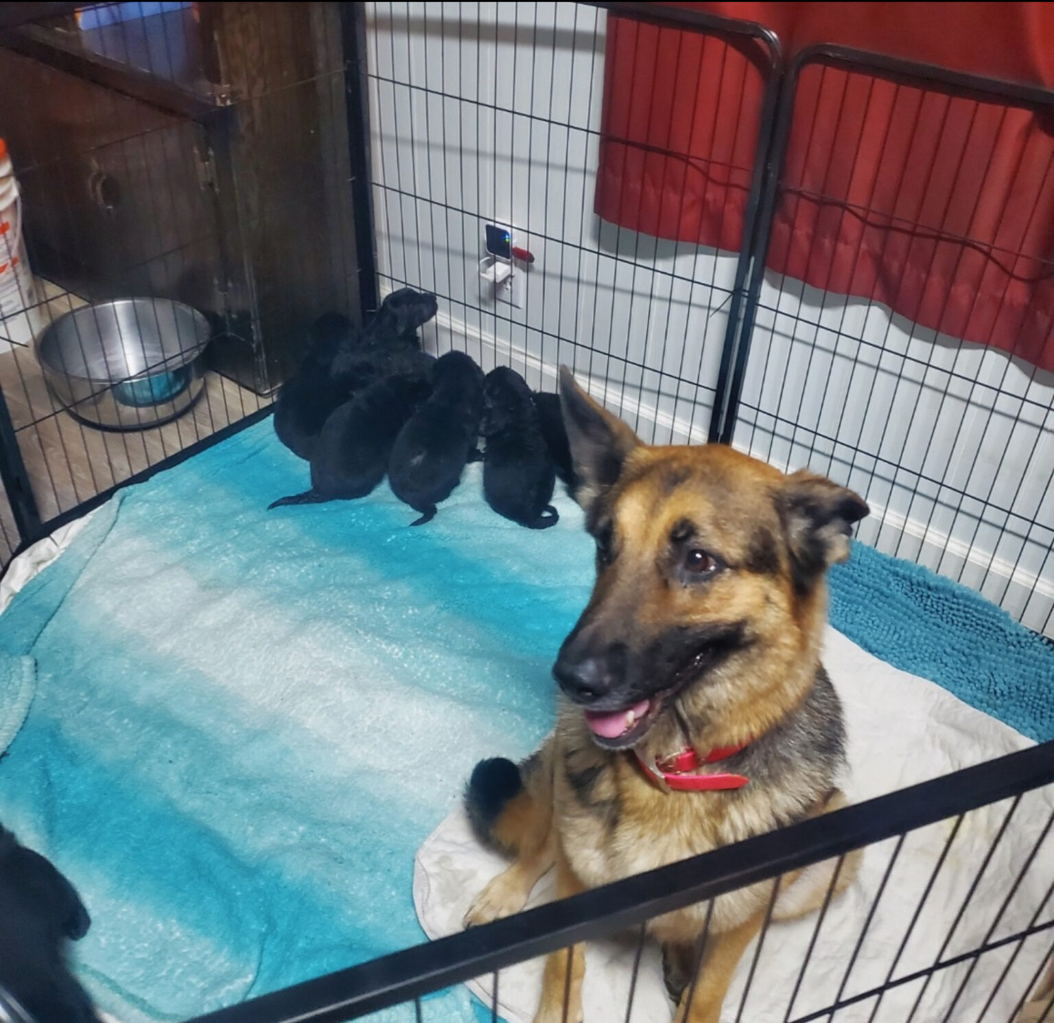 Hazel #5 Black Labradoodle/German Shepherd Mix Female 2.5 Months Old ID ...