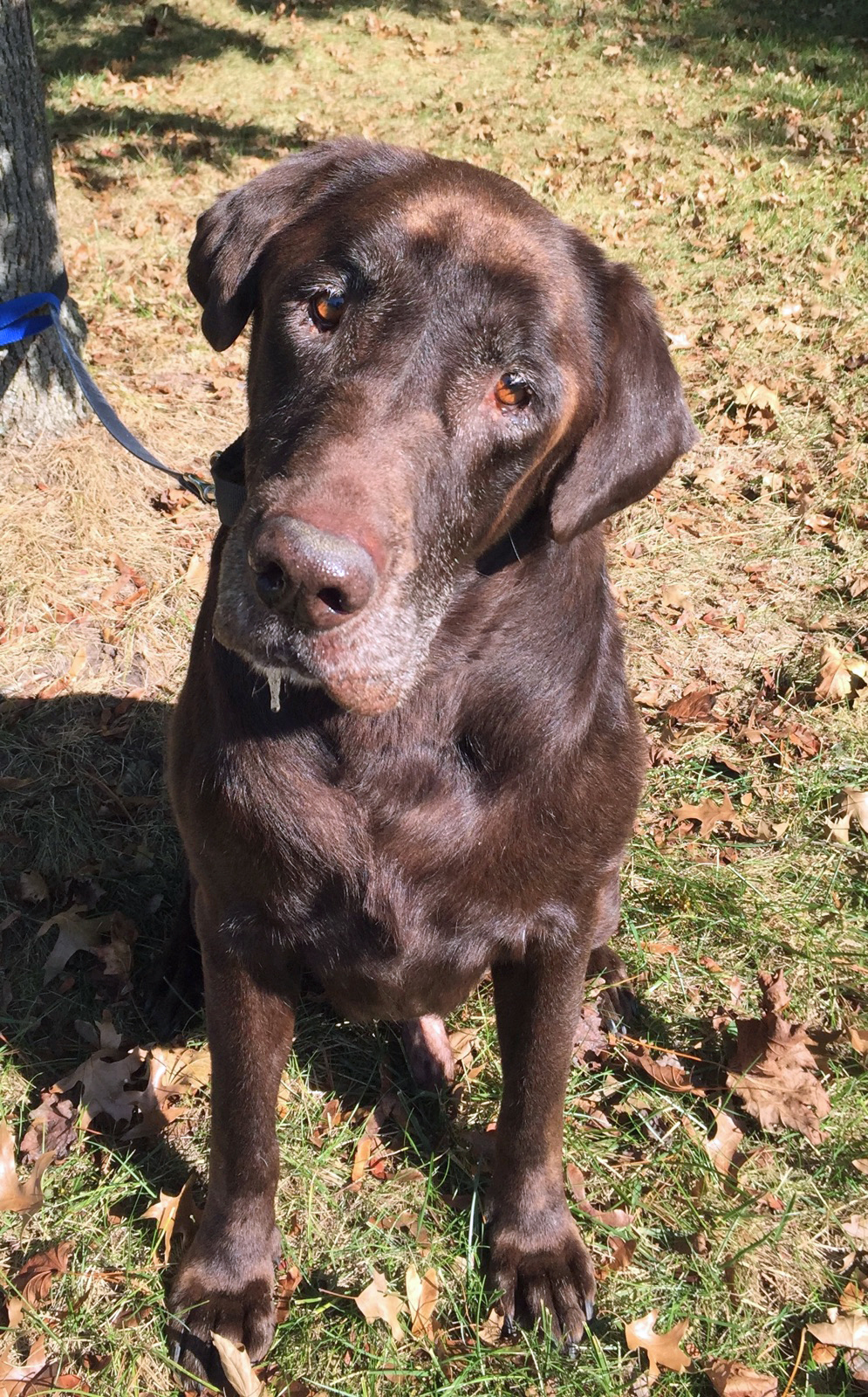 Ben aka The Benster - Brookline Labrador Retriever Rescue