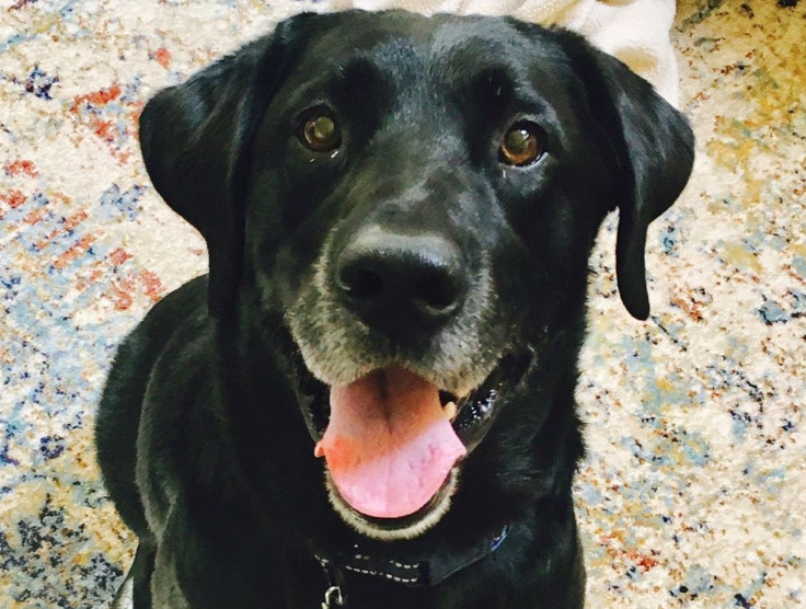 Chase - Brookline Labrador Retriever Rescue