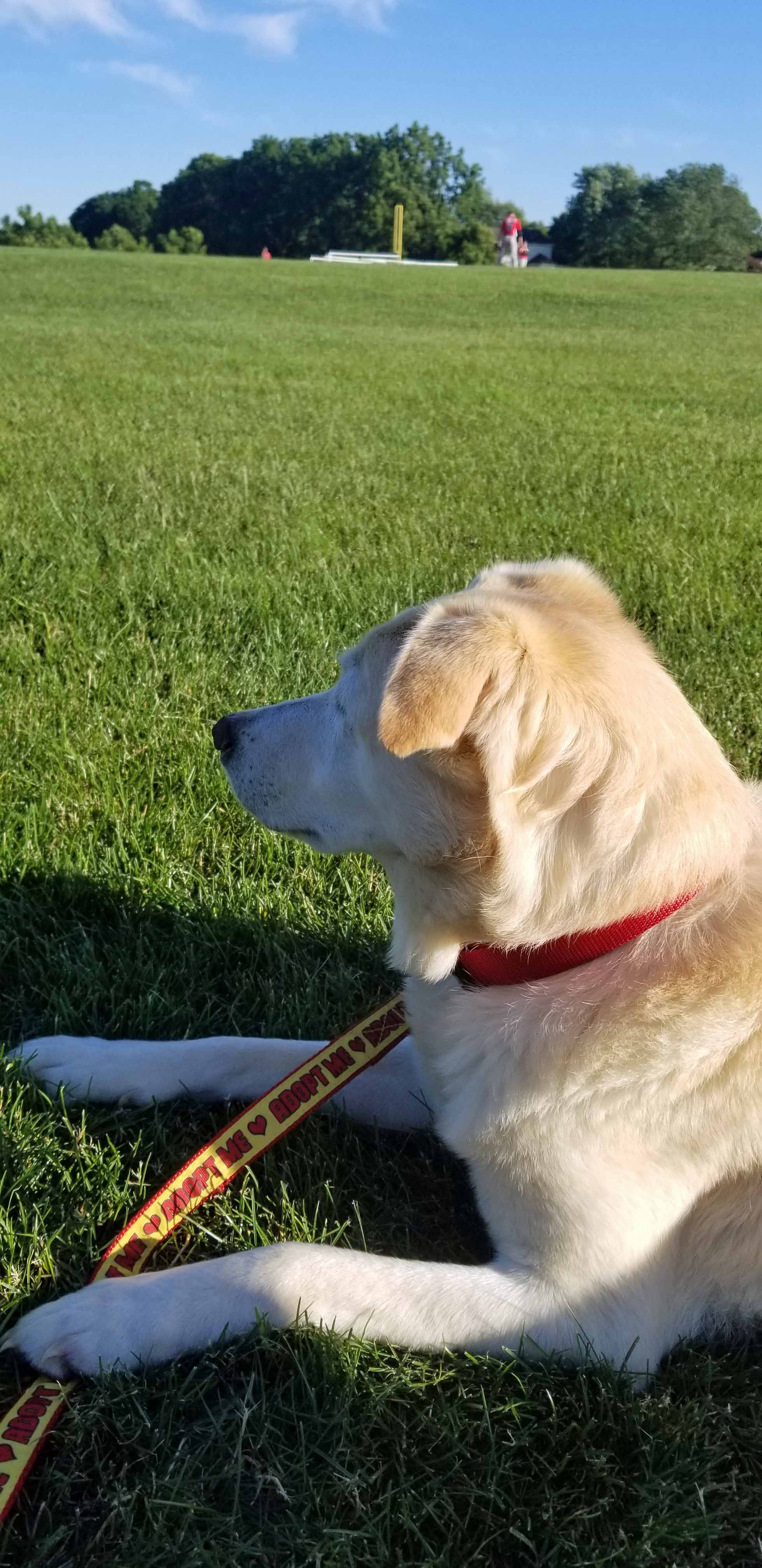 Ginger yellow lab mix | Brookline Labrador Retriever Rescue