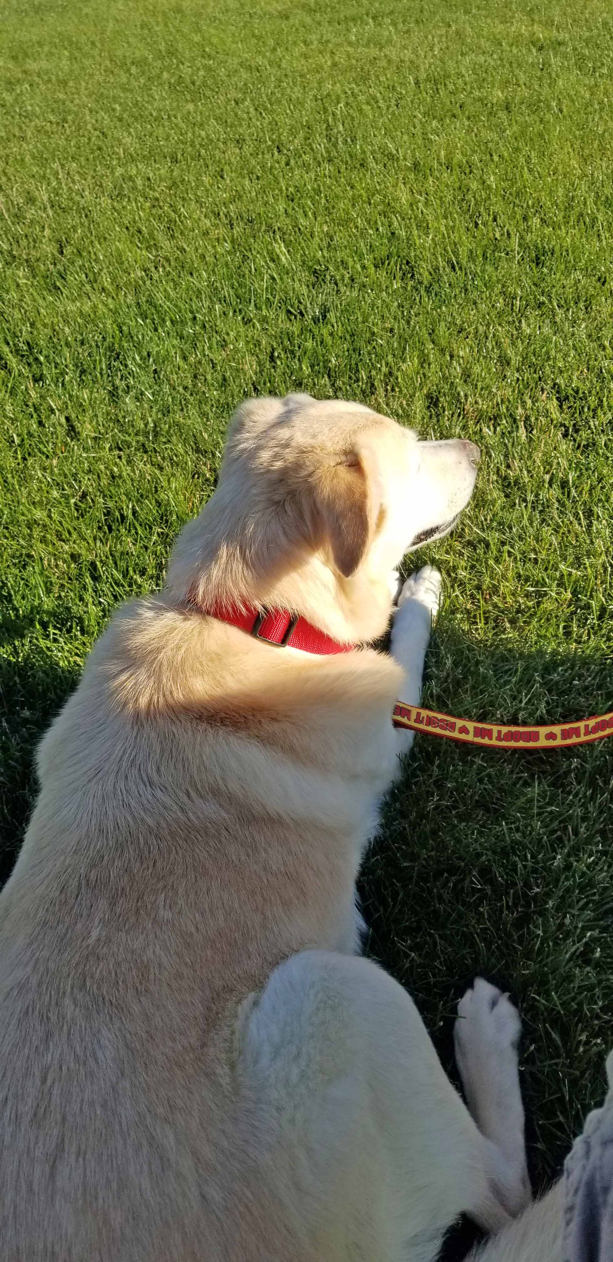 Ginger yellow lab mix | Brookline Labrador Retriever Rescue