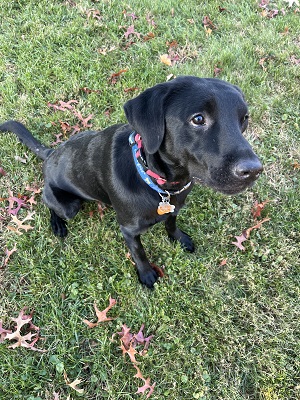 Bandit - Brookline Labrador Retriever Rescue