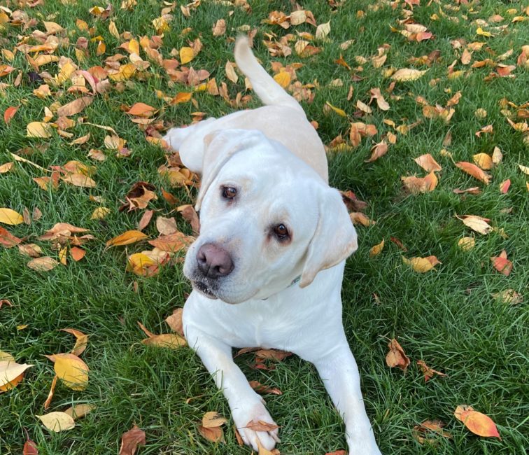 Foster Dog Blog | Brookline Labrador Retriever Rescue