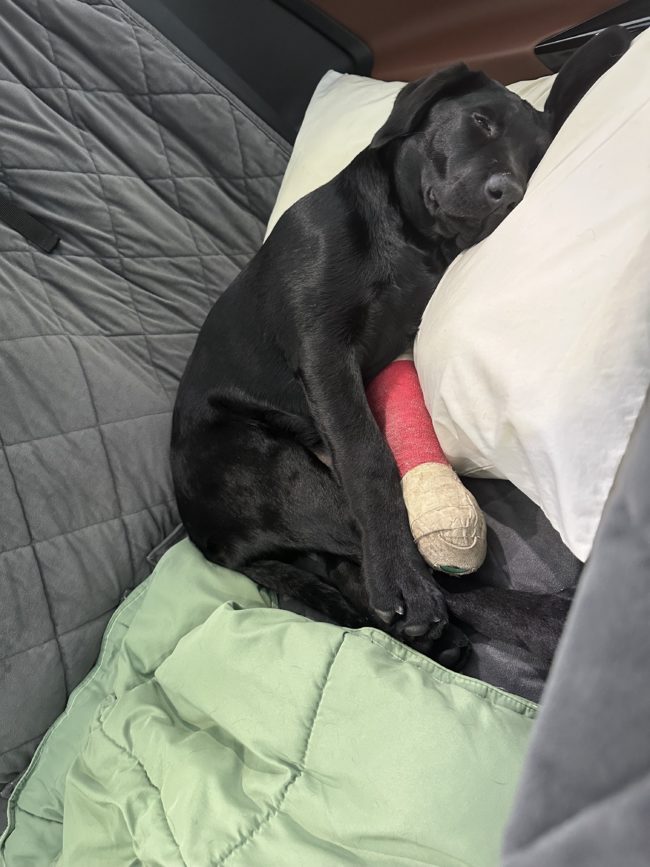 Duke #21 Black Labrador Retriever Male 5.5 Months Old ID#3085