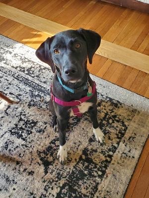 Gracie - Brookline Labrador Retriever Rescue