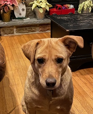 Brandy Yellow Labrador Retriever Mix Female 5 Years Old ID #2544 ...