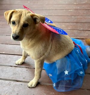 Brandy - Brookline Labrador Retriever Rescue