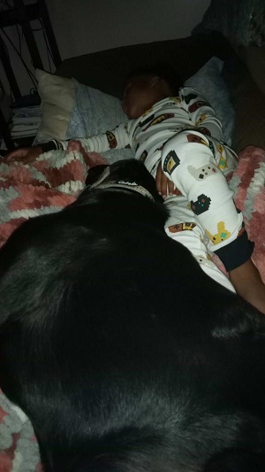 Max Black Labrador Retriever Mix Male 5 Years Old - Brookline Labrador ...