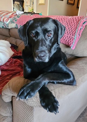 Max Black Labrador Retriever Mix Male 5 Years Old - Brookline Labrador ...