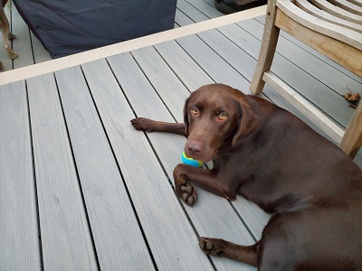 Molly Chocolate Labrador Retriever Female 1 Year Old ID #31738