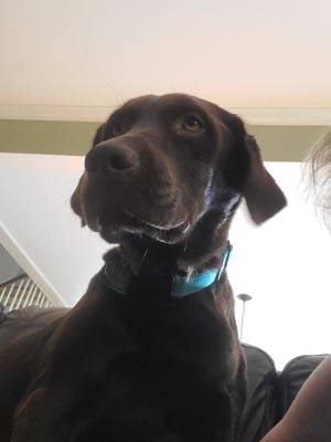 Molly Chocolate Labrador Retriever Female 1 Year Old ID #31738