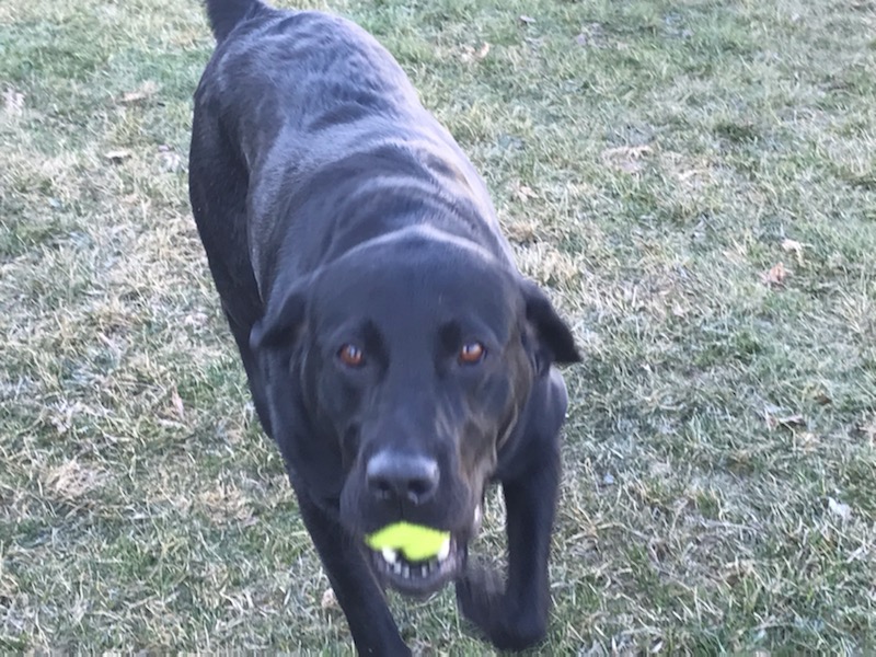 Korra - Brookline Labrador Retriever Rescue