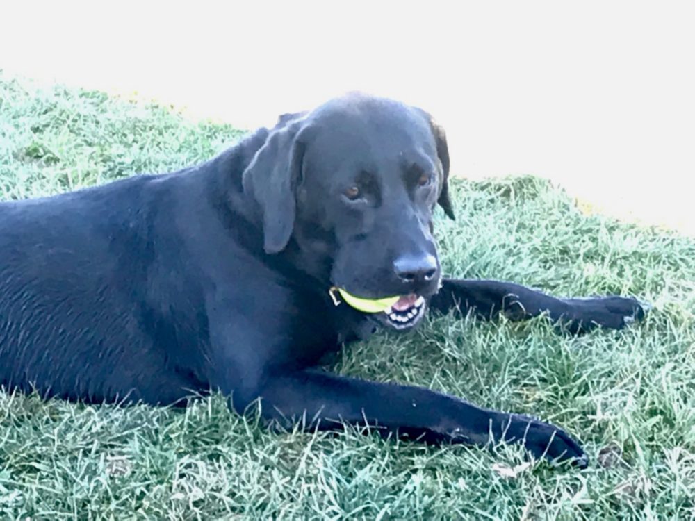 Korra Black Labrador Retriever Female ~3 Years Old ID#2613 | Brookline ...