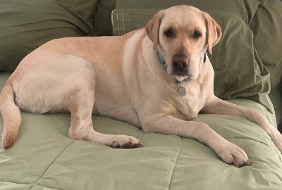 Success Stories | Brookline Labrador Retriever Rescue