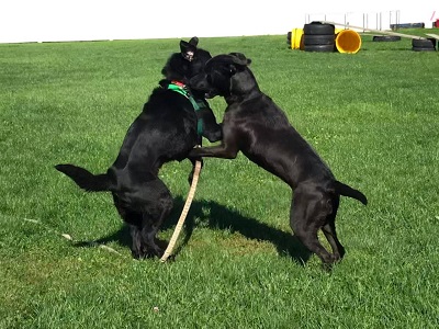 Korra Black Labrador Retriever Female ~3 Years Old ID#2613 | Brookline ...