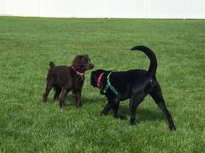 Korra Black Labrador Retriever Female ~3 Years Old ID#2613 | Brookline ...