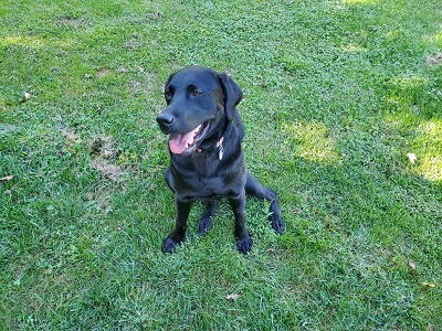 Korra Black Labrador Retriever Female ~3 Years Old ID#2613 | Brookline ...