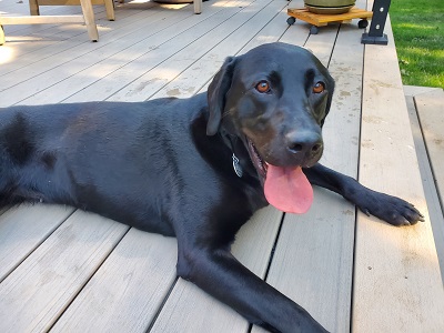 Korra Black Labrador Retriever Female ~3 Years Old ID#2613 | Brookline ...