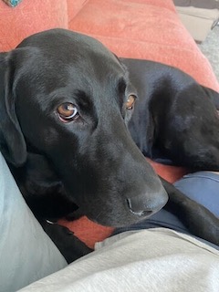 Korra Black Labrador Retriever Female ~3 Years Old ID#2613 | Brookline ...