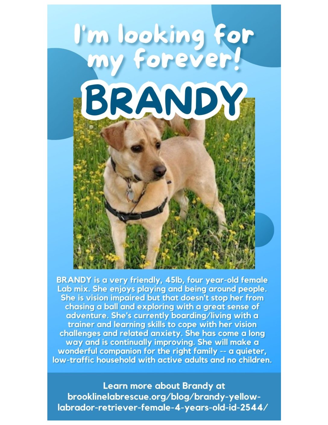 Home | Brookline Labrador Retriever Rescue | Brookline Labrador ...