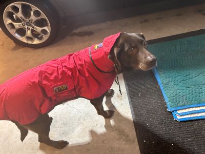 Cocoa #15 Chocolate Labrador Retriever Female 8 Years Old ID #3379