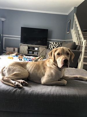Gunner #9 Yellow Labrador Retriever Male 2.5 Years Old ID #3167 ...