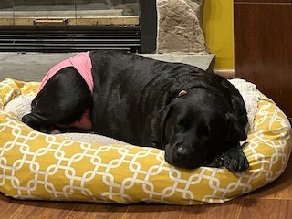 Stella #8 Black Labrador Retriever Female 6 Years Old ID#3382 ...