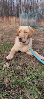 Keira Yellow Labrador Retriever Female 7 Months Old ID#3359