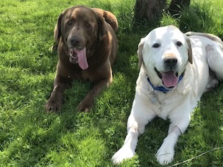 Buddy & Duke - Brookline Labrador Retriever Rescue