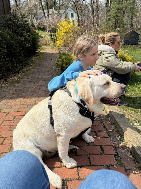 Snickerdoodle Yellow Labrador Retriever Female 4 Years Old ID #3289 ...