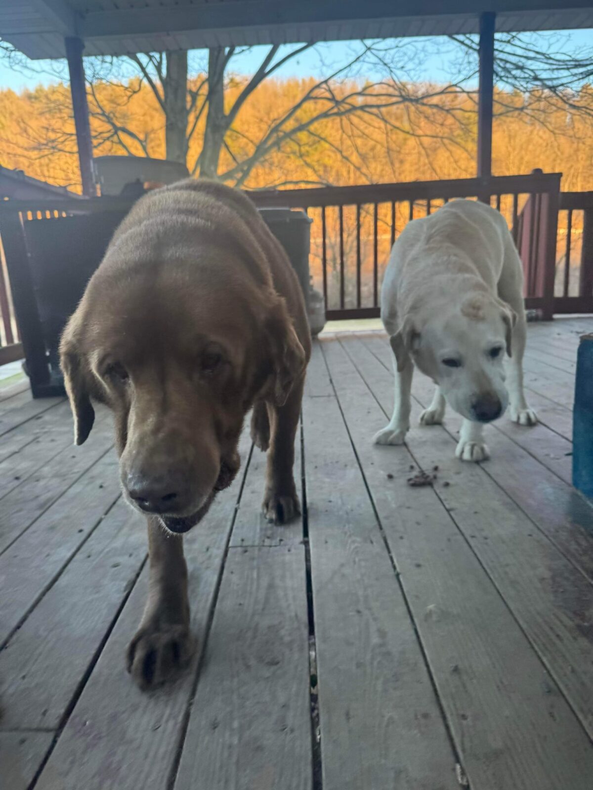 Buddy & Duke | Brookline Labrador Retriever Rescue