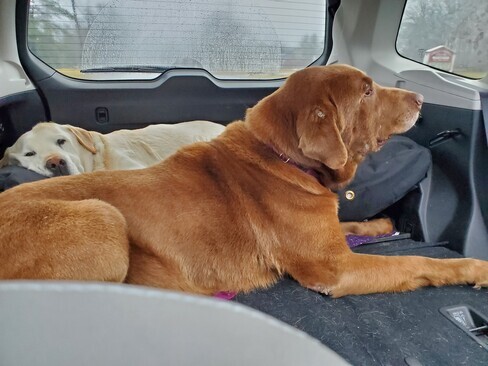 Buddy & Duke - Brookline Labrador Retriever Rescue