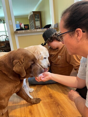Buddy & Duke - Brookline Labrador Retriever Rescue