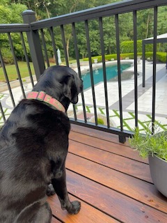 Scout #4 Black Labrador Retriever Female 6 Years Old ID #2487