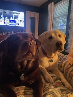 Luna #10 Chocolate Labrador Retriever Female 9 Years Old ID #3272 ...