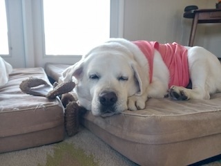 Tesla - Brookline Labrador Retriever Rescue