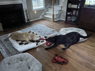 Charlene aka Charlie Chocolate Labrador Retriever Female 5 Years Old ID ...