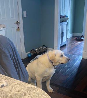 Hansel Yellow Labrador Retriever Male 7 Years Old ID #3466