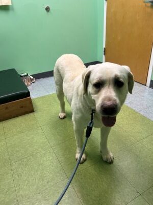Hansel Yellow Labrador Retriever Male 7 Years Old ID #3466