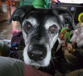 Ricky - Brookline Labrador Retriever Rescue