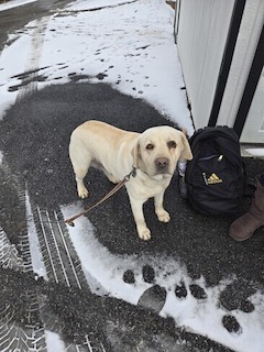 Gemmy Yellow Labrador Retriever Female 4 Years Old ID#3534 - Brookline ...