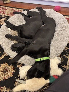 Jalen Black Labrador Retriever Mix Male 4 Months Old ID#3575 ...