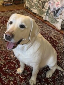 Lacey #8 Yellow Labrador Retriever Female 6 Years Old ID#3526 ...