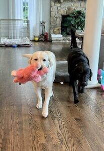 Lacey #8 Yellow Labrador Retriever Female 6 Years Old ID#3526 ...