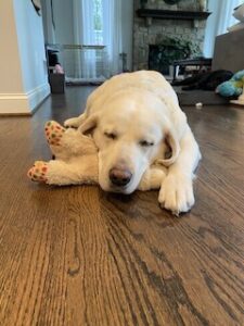 Lacey #8 Yellow Labrador Retriever Female 6 Years Old ID#3526 ...