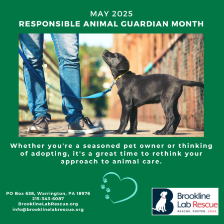 Responsible Animal Guardian Month - Brookline Labrador Retriever Rescue