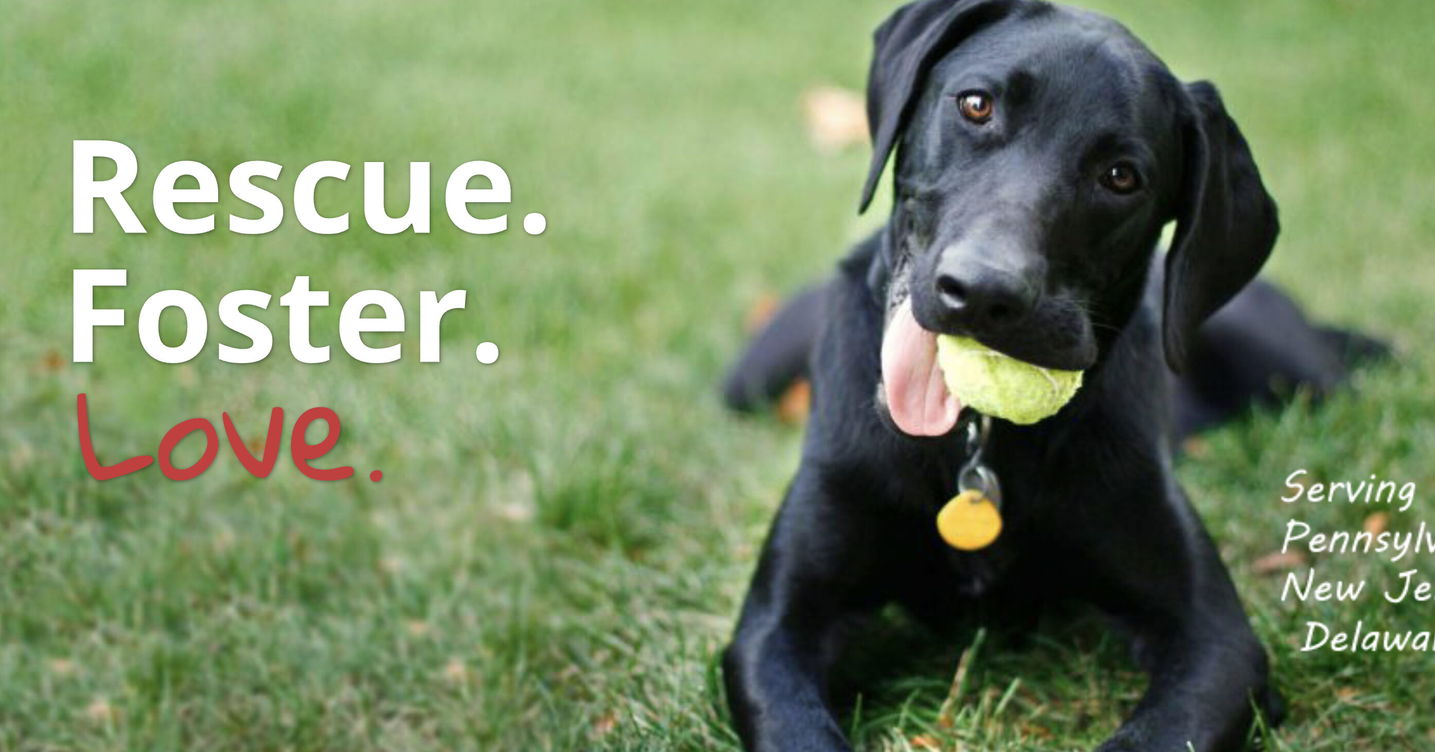 Foster Dog Blog - Brookline Labrador Retriever Rescue